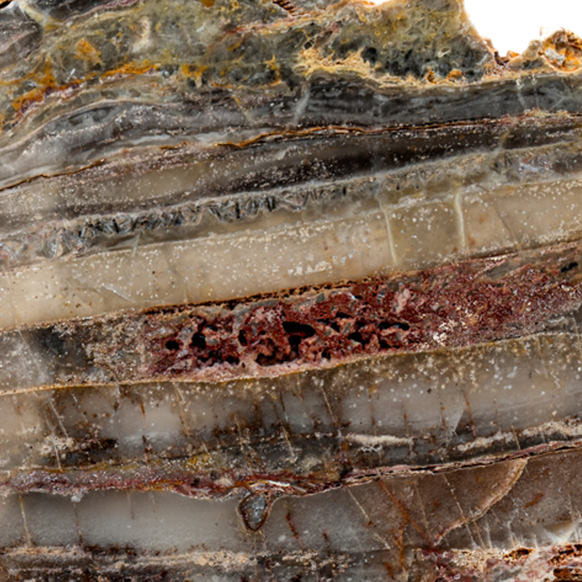 Earliest Life North Pole Dome Stromatolite Polished Slab 12.00 ...