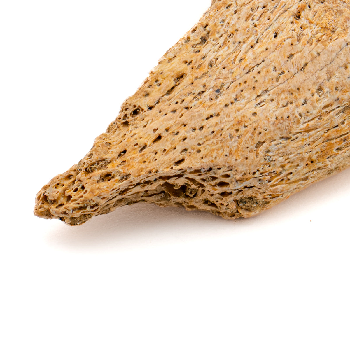 Cave Bear Partial Claw Core 1.41" Collectible Specimen - Mini Museum