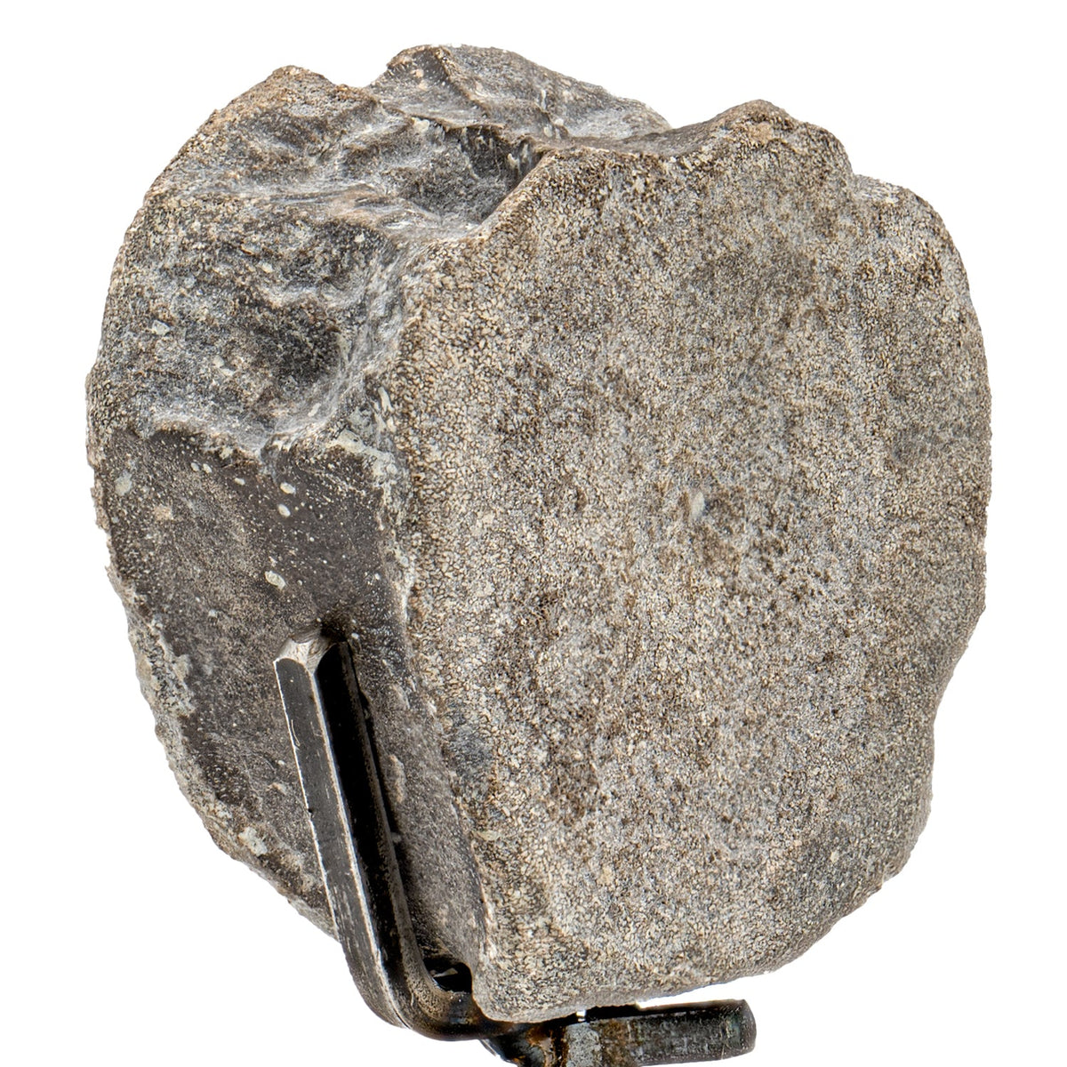 Maiasaura Vertebra 1.91" Fossil with Stand Collectible Specimen - Mini ...