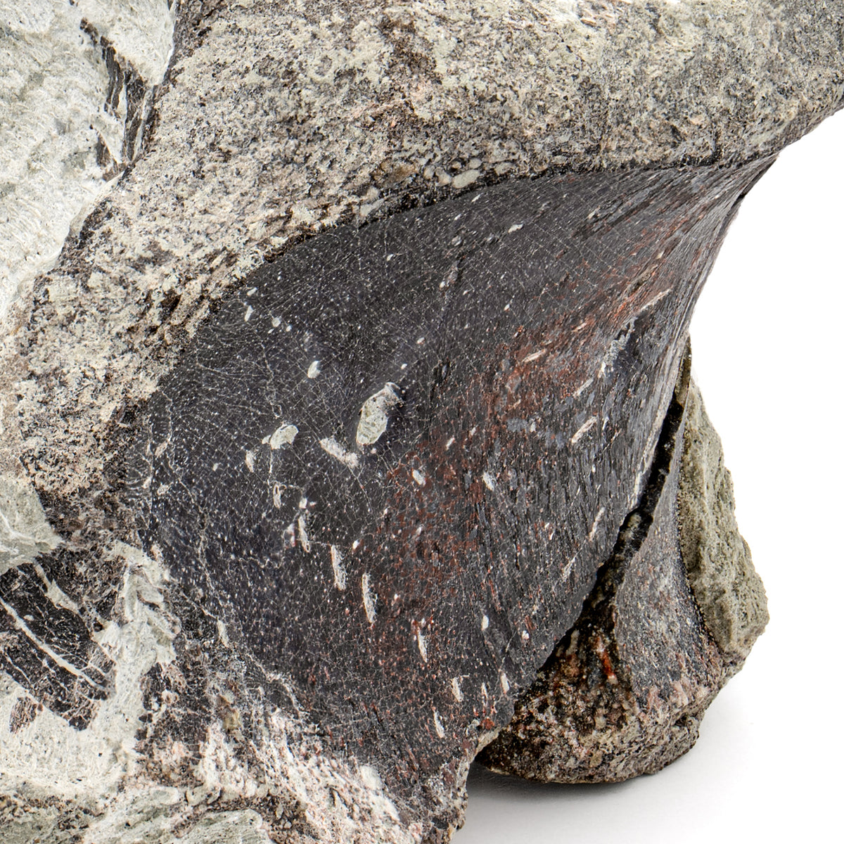 Maiasaura Vertebra 3.33" Fossil Collectible Specimen - Mini Museum