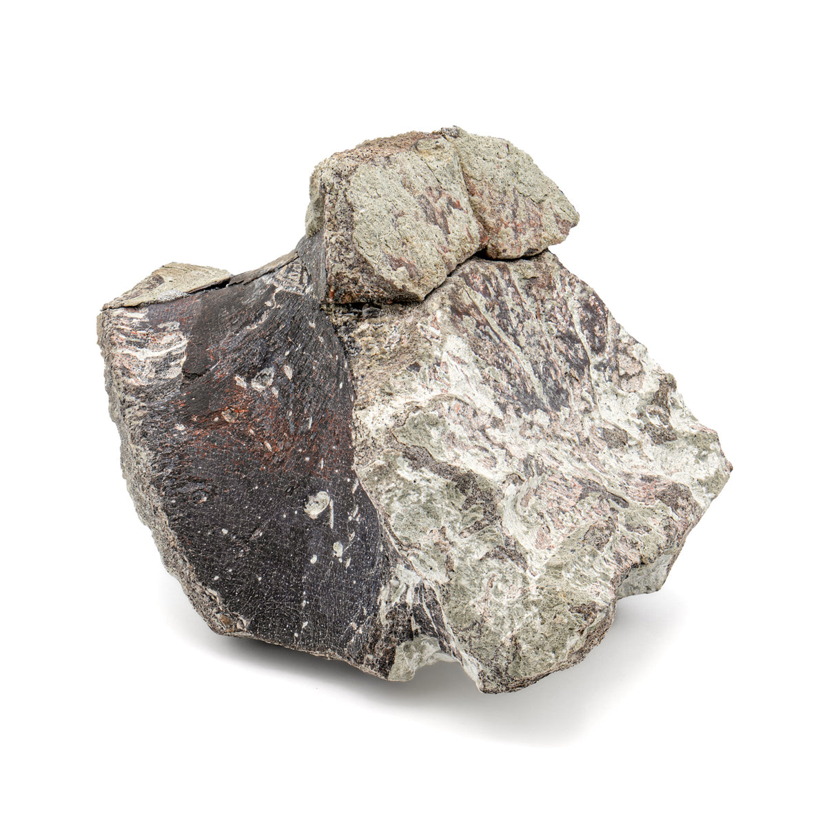 Maiasaura Vertebra 3.33" Fossil Collectible Specimen - Mini Museum