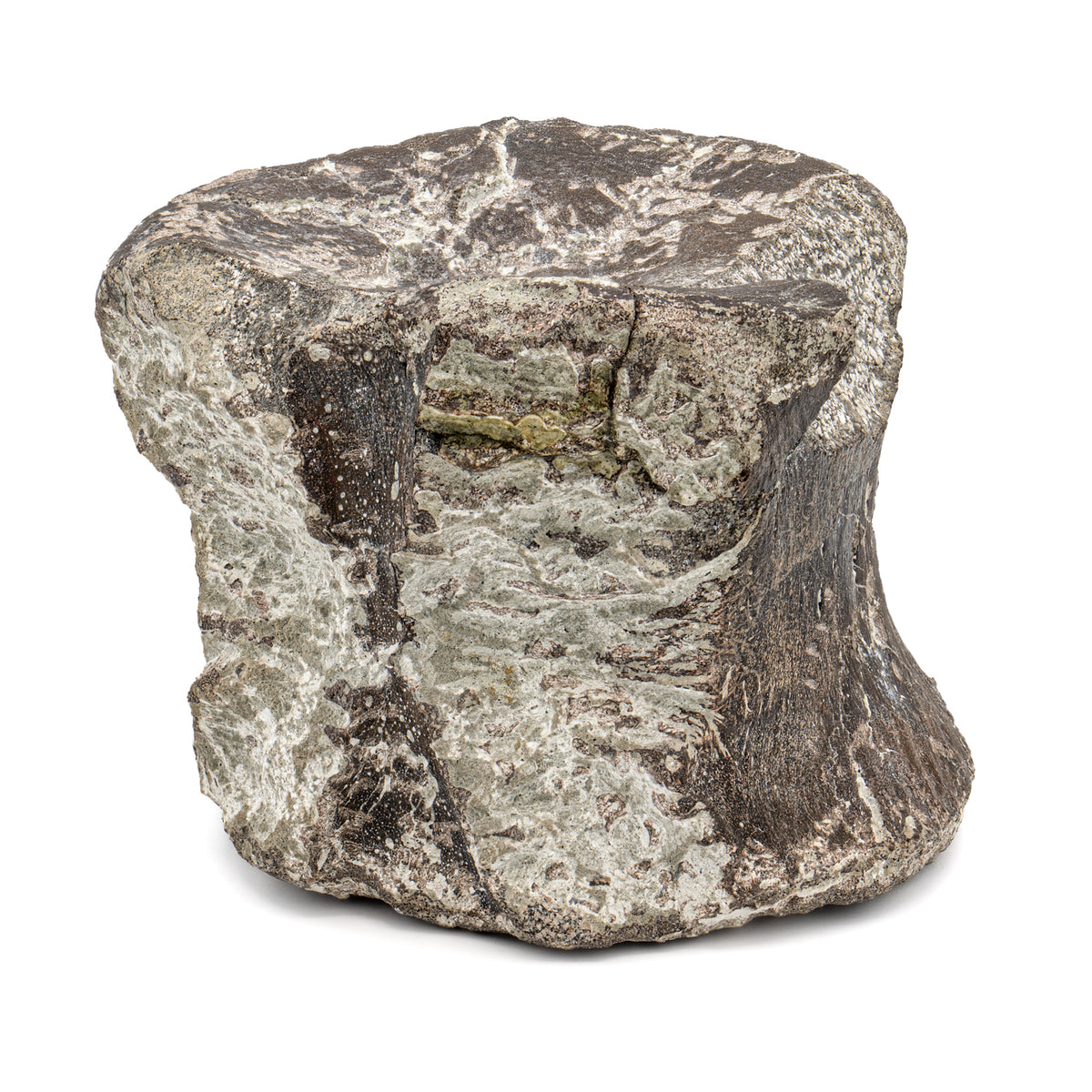 Maiasaura Vertebra 3.75" Fossil Collectible Specimen - Mini Museum