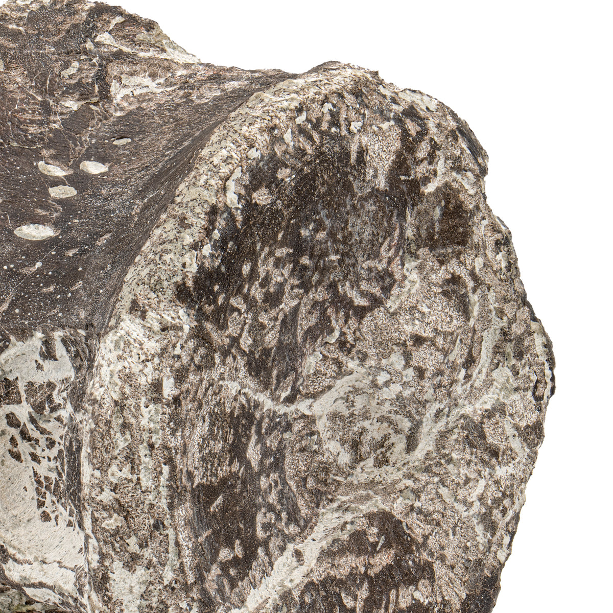 Maiasaura Vertebra 3.75" Fossil Collectible Specimen - Mini Museum