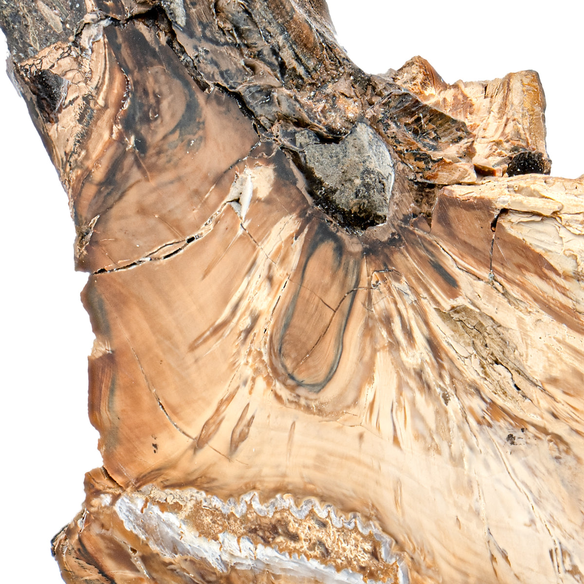 Woolly Mammoth 4.59" Polished Slab Alaskan Collectible Specimen - Mini ...