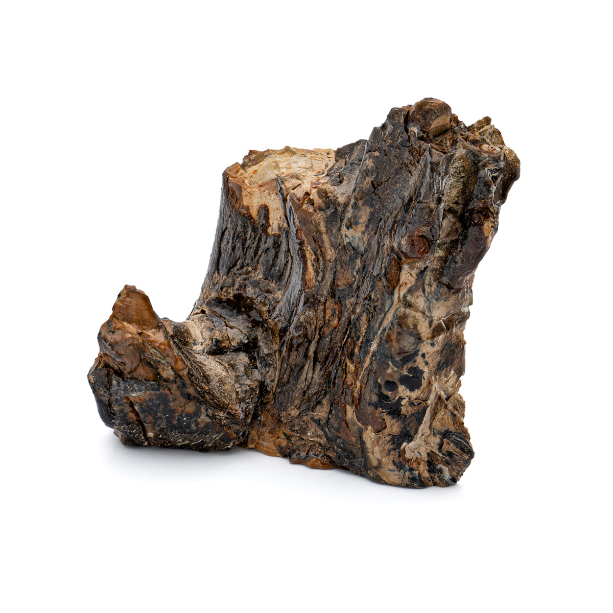 Woolly Mammoth 4.59" Polished Slab Alaskan Collectible Specimen - Mini ...