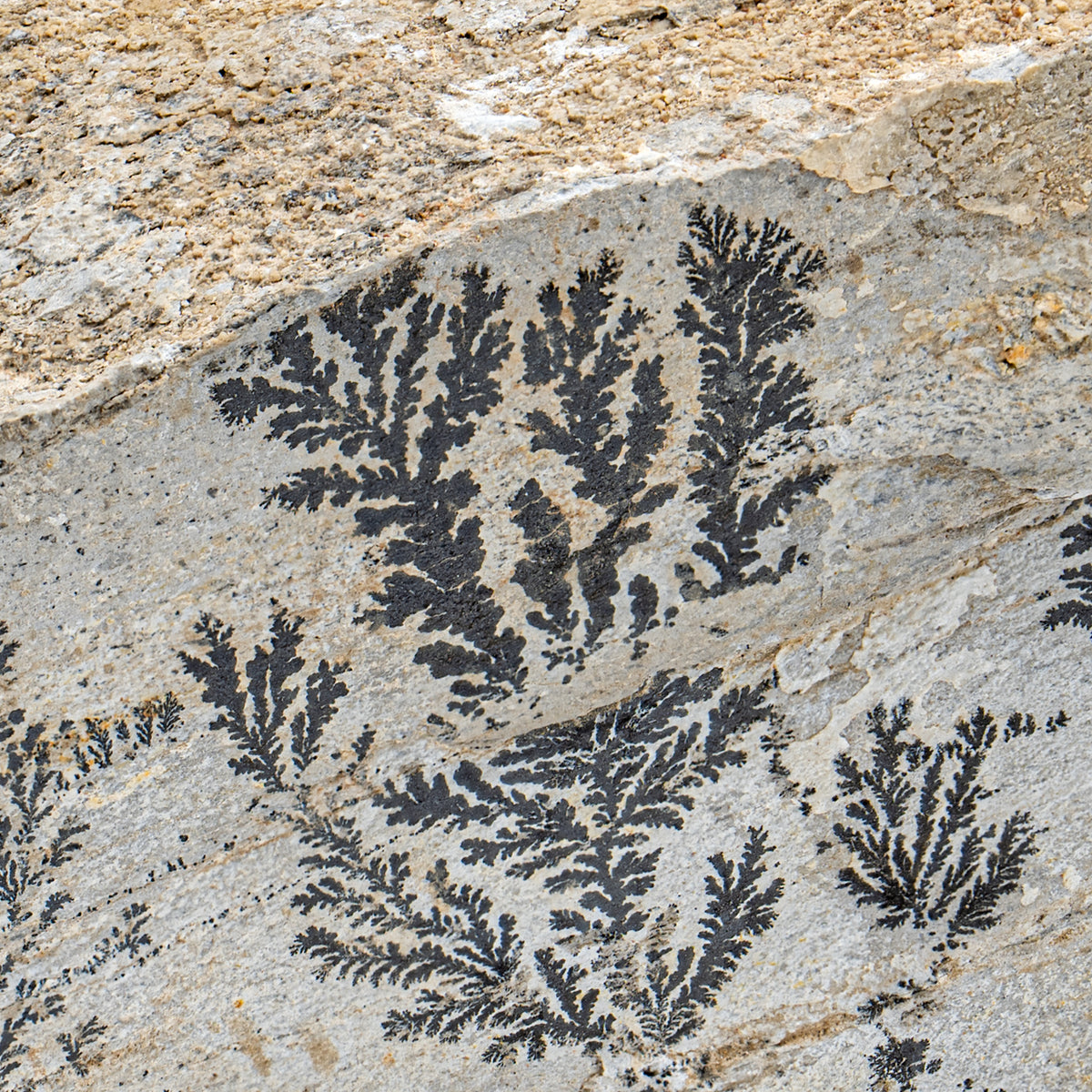 Dendrite Crystal Sandstone 5.23" Collectible Specimen - Mini Museum