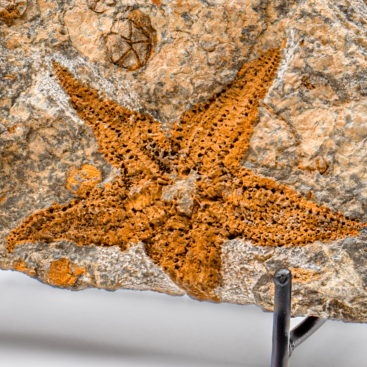 Radial Symmetry Starfish