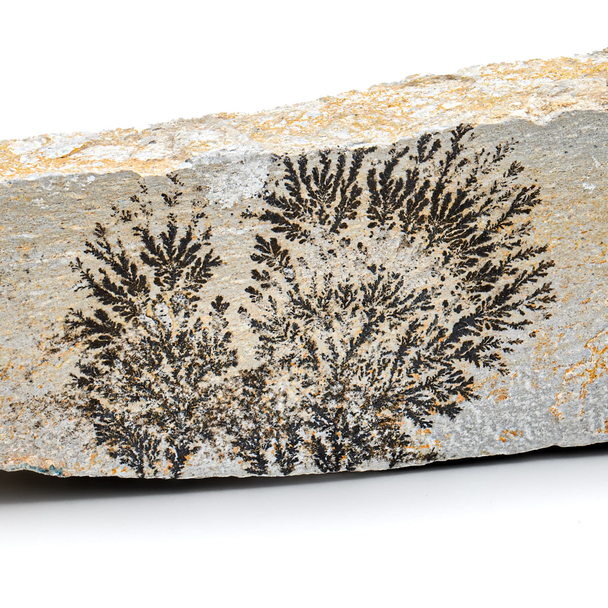 Dendrite Crystal Sandstone 5.89" Collectible Specimen - Mini Museum