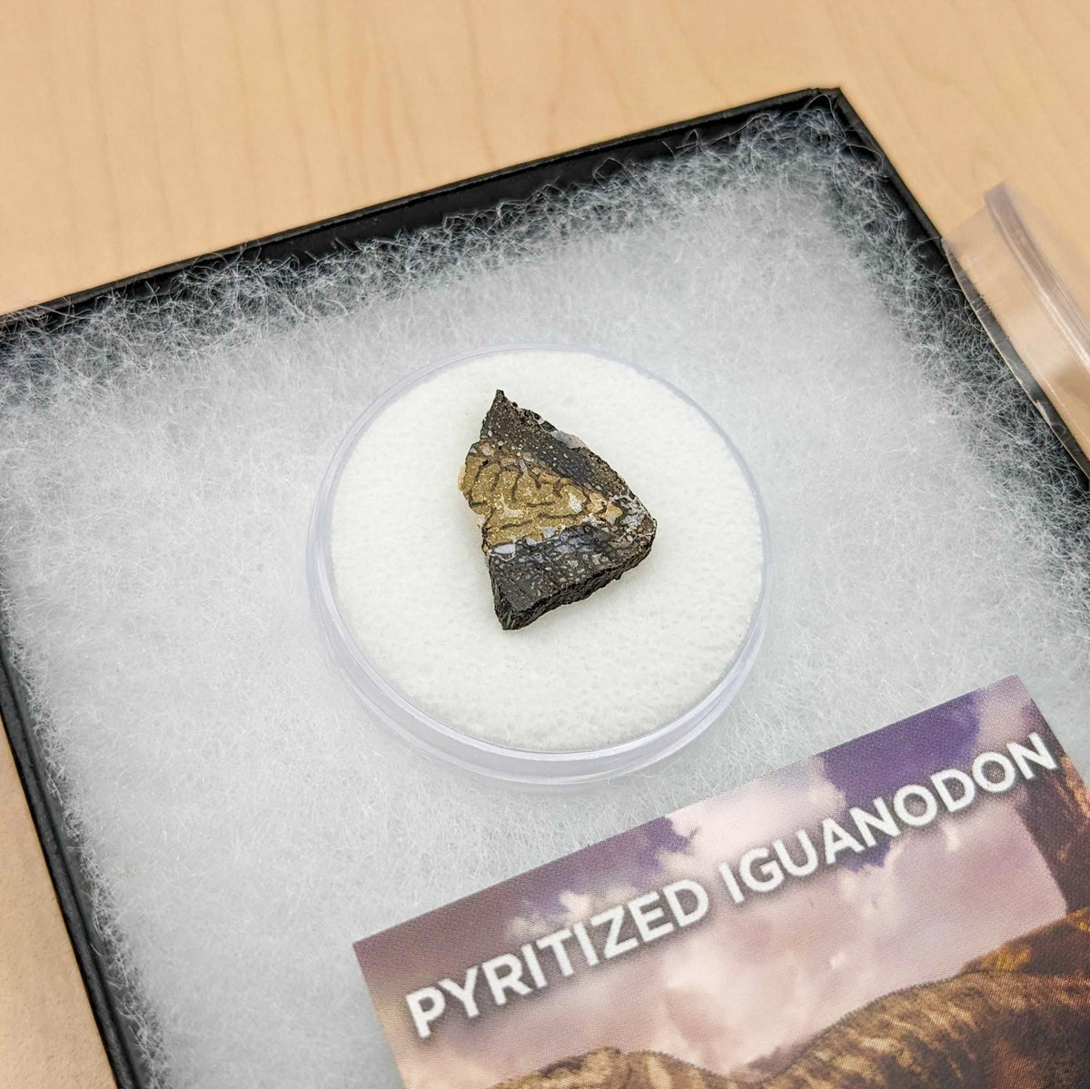 Pyritized Iguanodon - Mini Museum