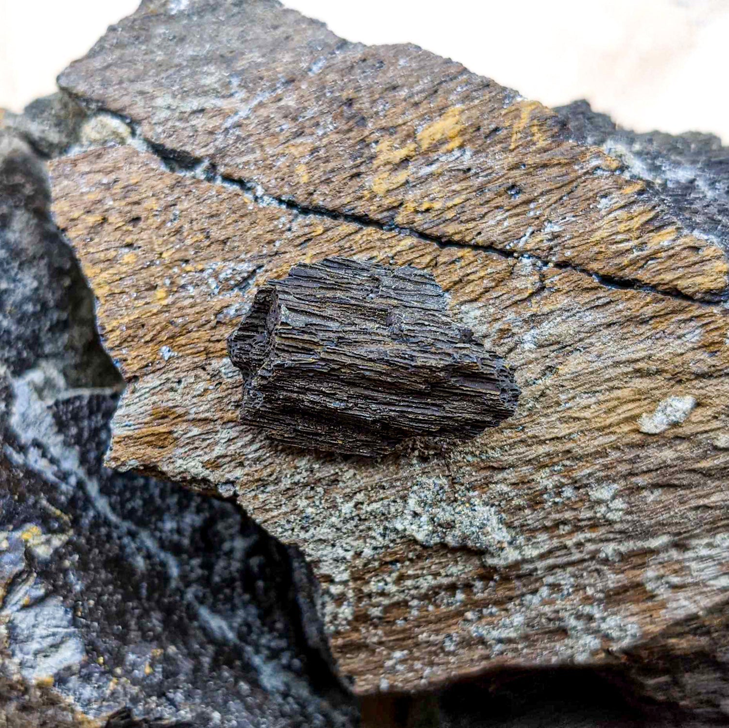 Cycad Fossil