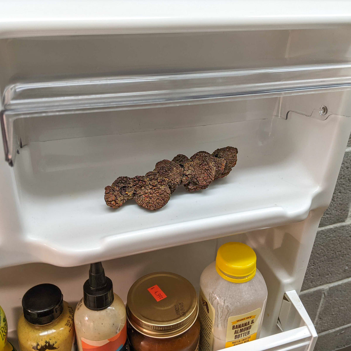 Sideritic "Coprolite" - Mini Museum