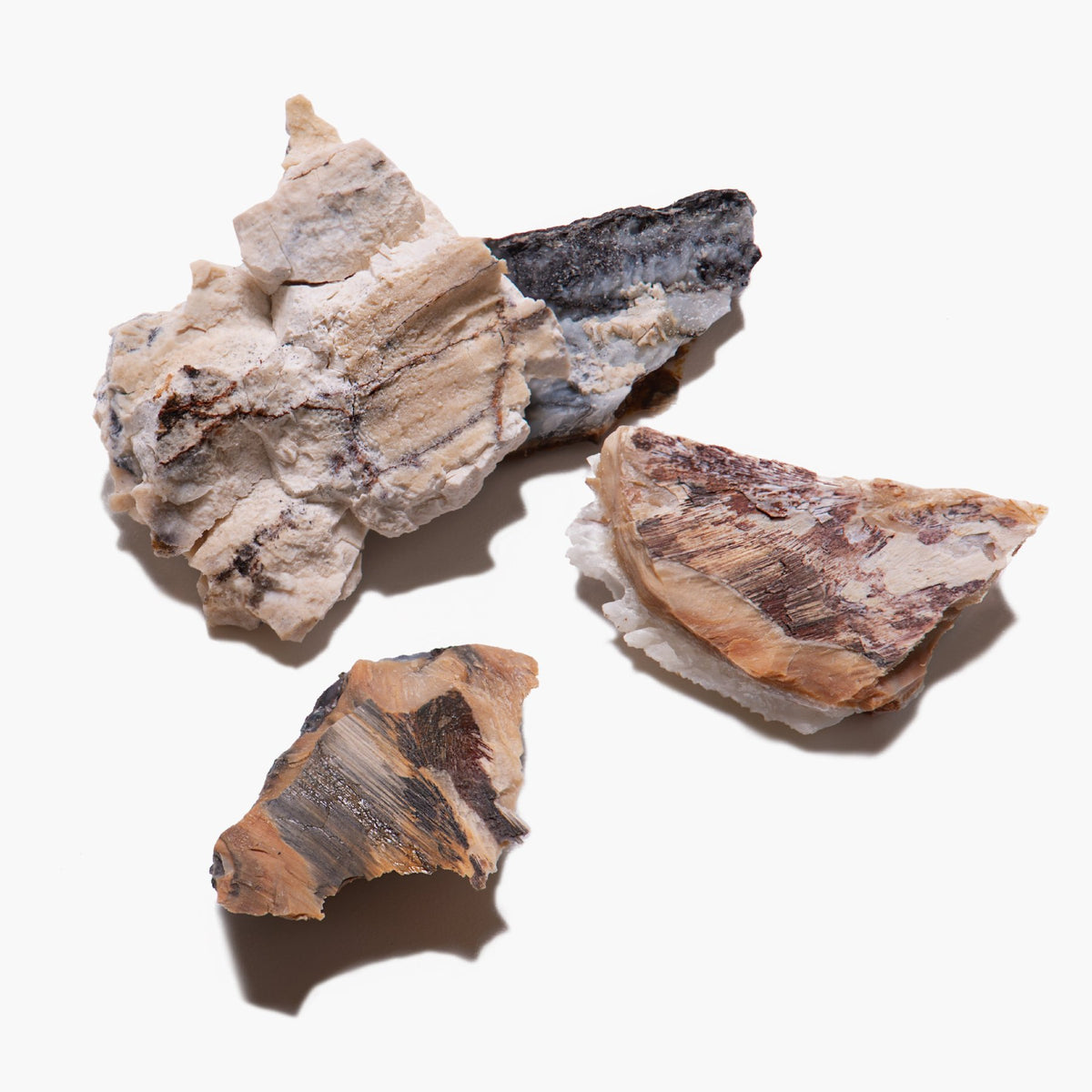 Woolly Mammoth Fossil Tooth Riker Box Specimens, Includes Display Case ...