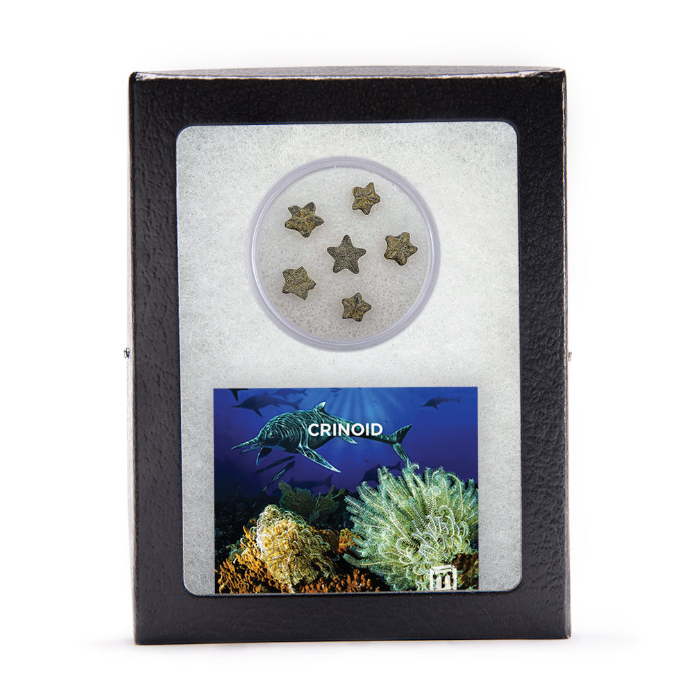 Crinoid Fossil – Ancient “Feather Star” Sea Lilies
