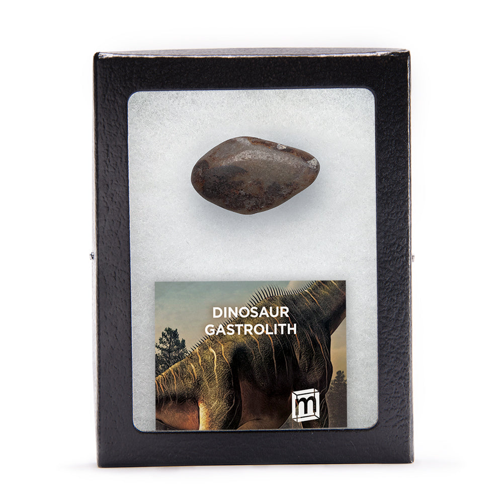Dinosaur Gastrolith Gut Stone Collectible Specimen, Includes Display ...