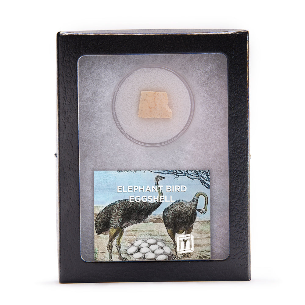 Elephant Bird Eggshell Fragment Collectible Specimen, Includes Display ...