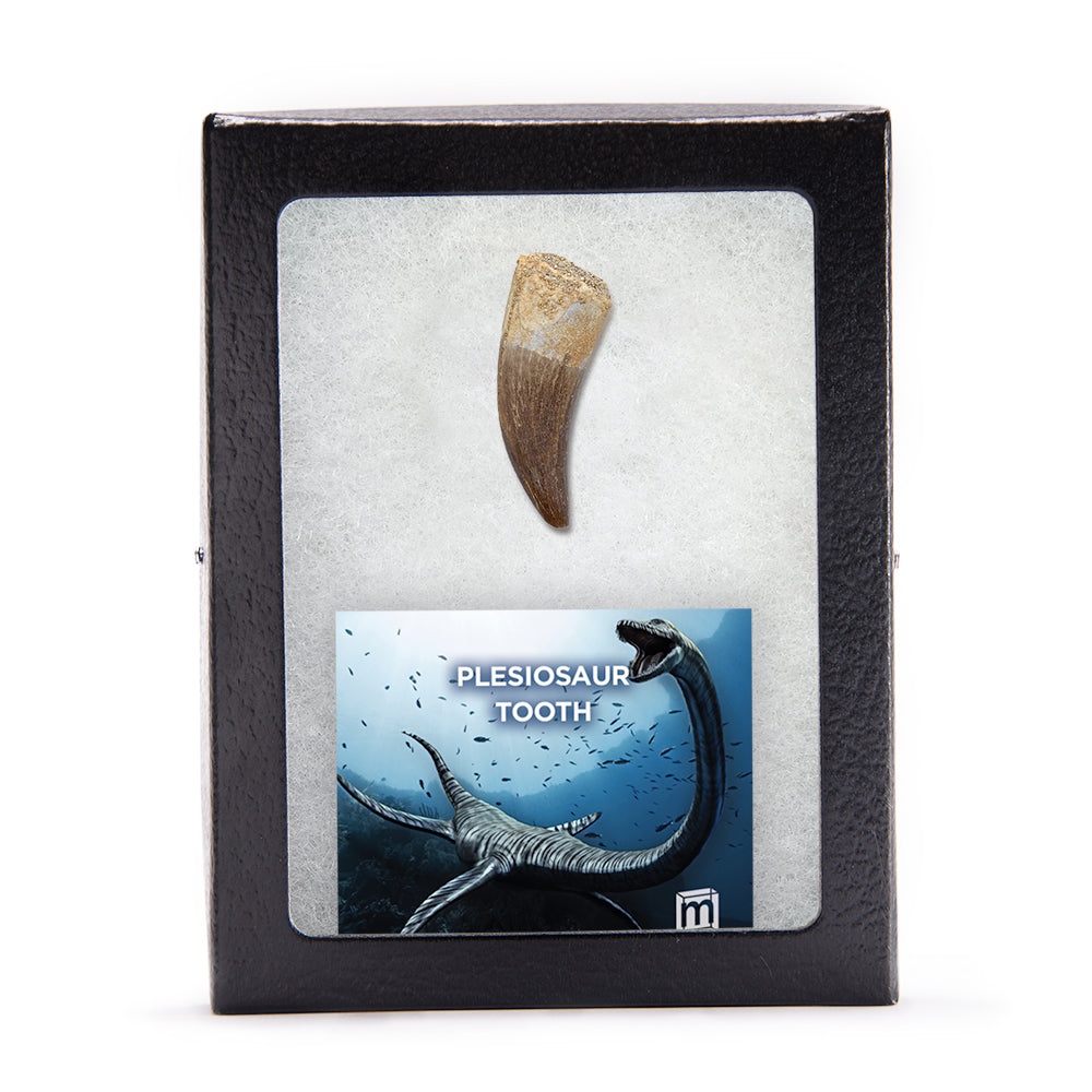Plesiosaur Tooth Extinct Marine Reptile Fossil, Includes Display Case ...