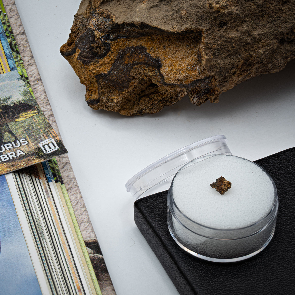 Allosaurus Vertebra Fossil Classic Riker Box Specimen, Includes Display ...