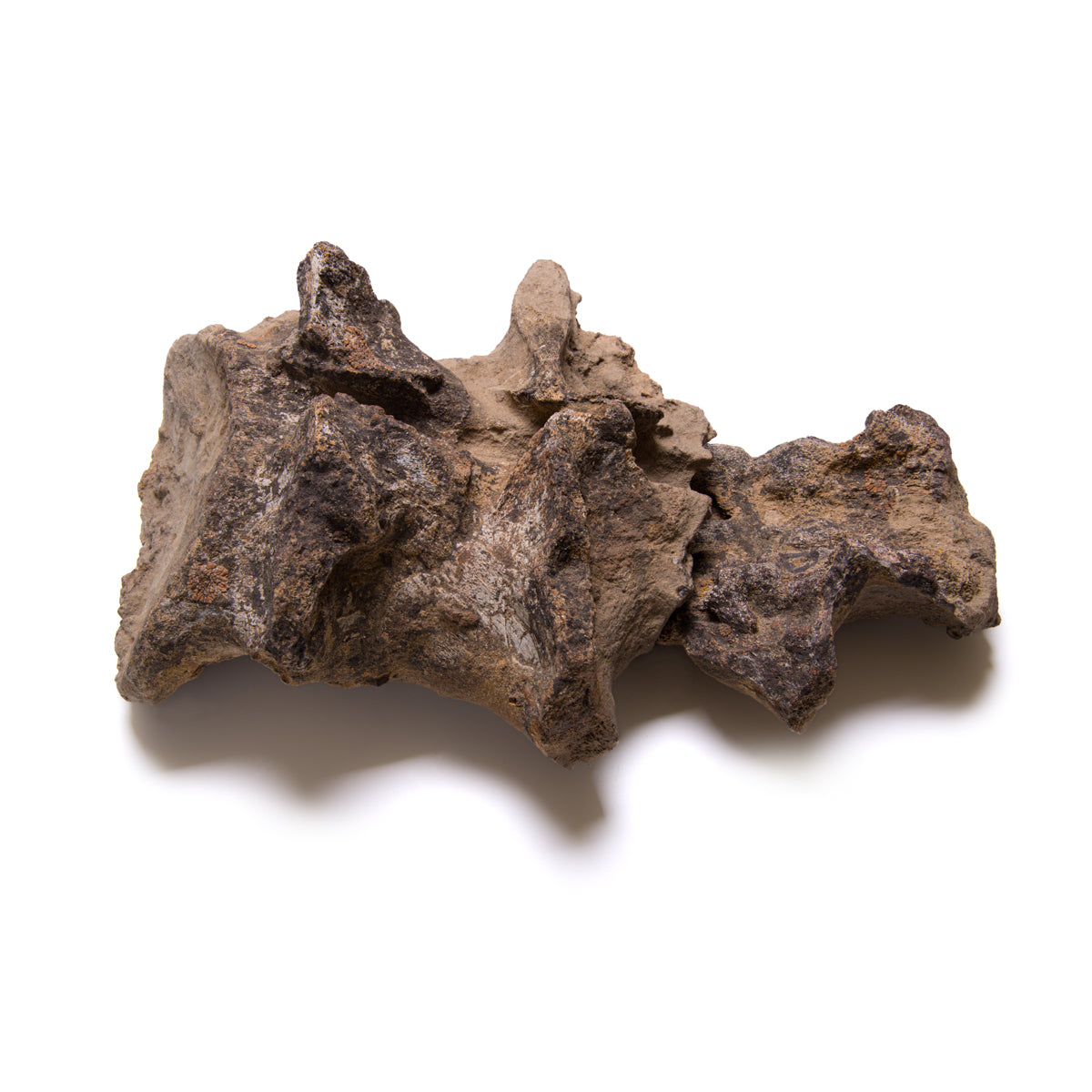 Allosaurus Vertebra Fossil Classic Riker Box Specimen, Includes Display ...