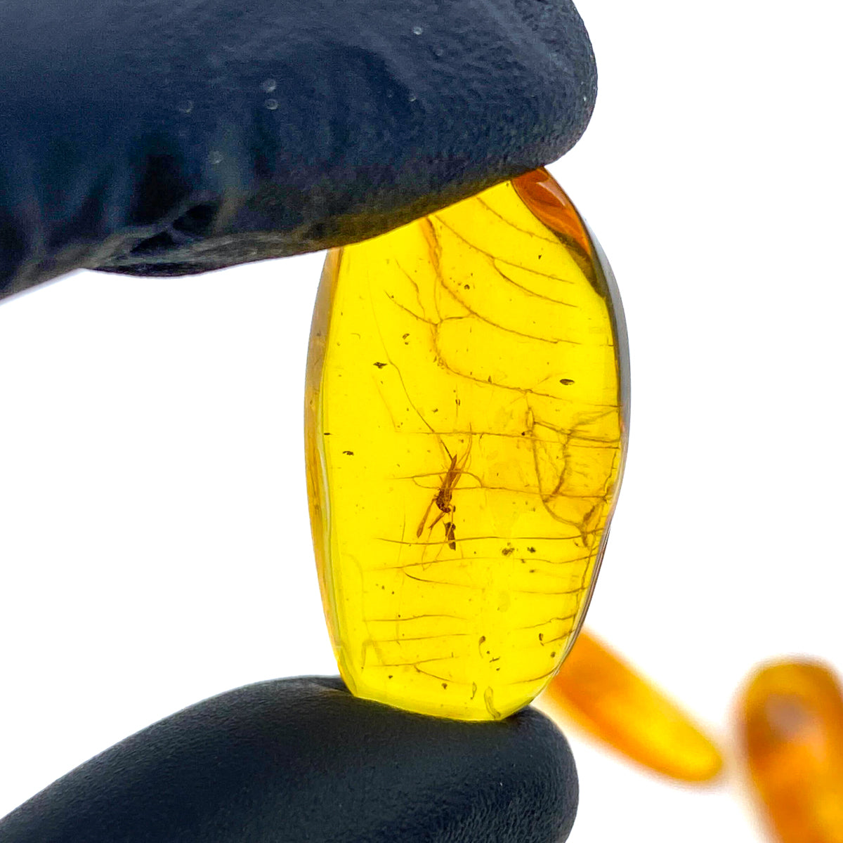 Baltic Insect in Amber, Includes Display Case - Mini Museum