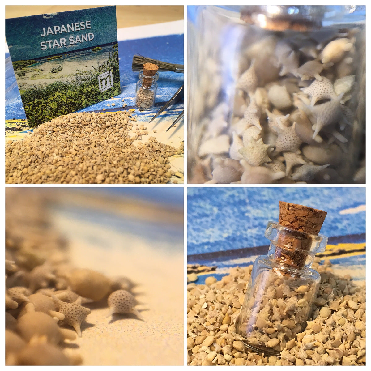 Japanese Star Sand Collectible Specimen, Includes Display Case - Mini ...