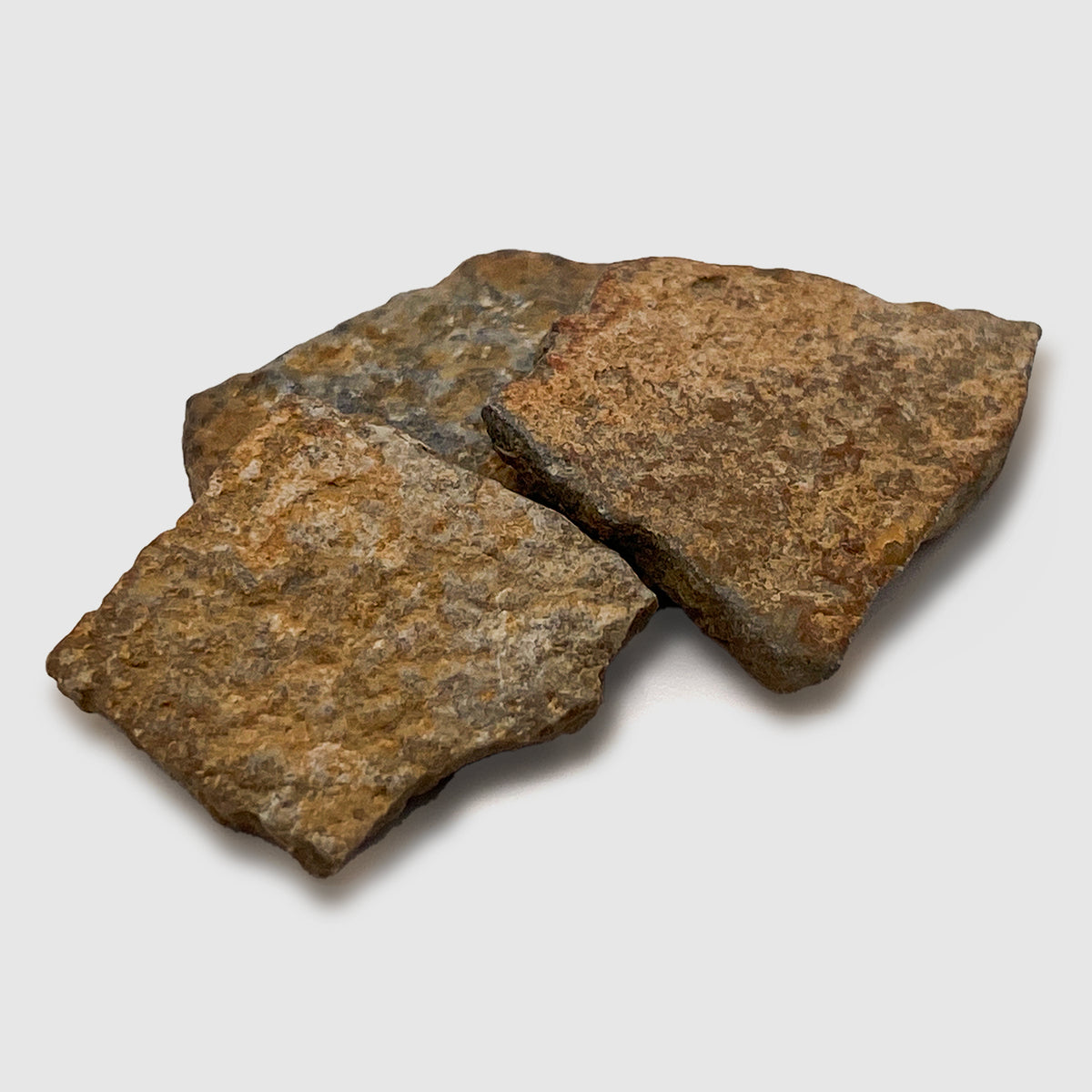 Gastornis Eggshell - Mini Museum