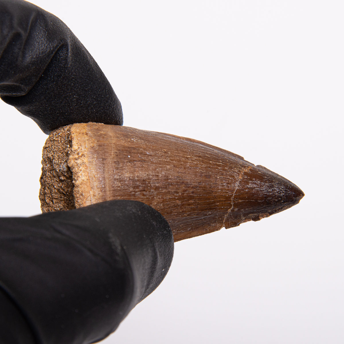 Mosasaur Teeth Classic Boxed Marine Reptile Fossil Specimens - Mini Museum