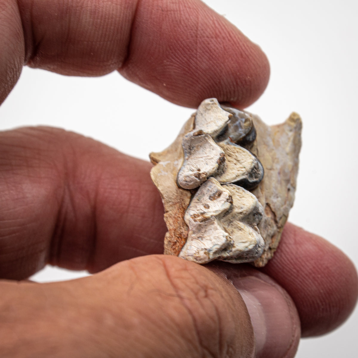 Oreodont Jaw Collectible Specimen - Mini Museum