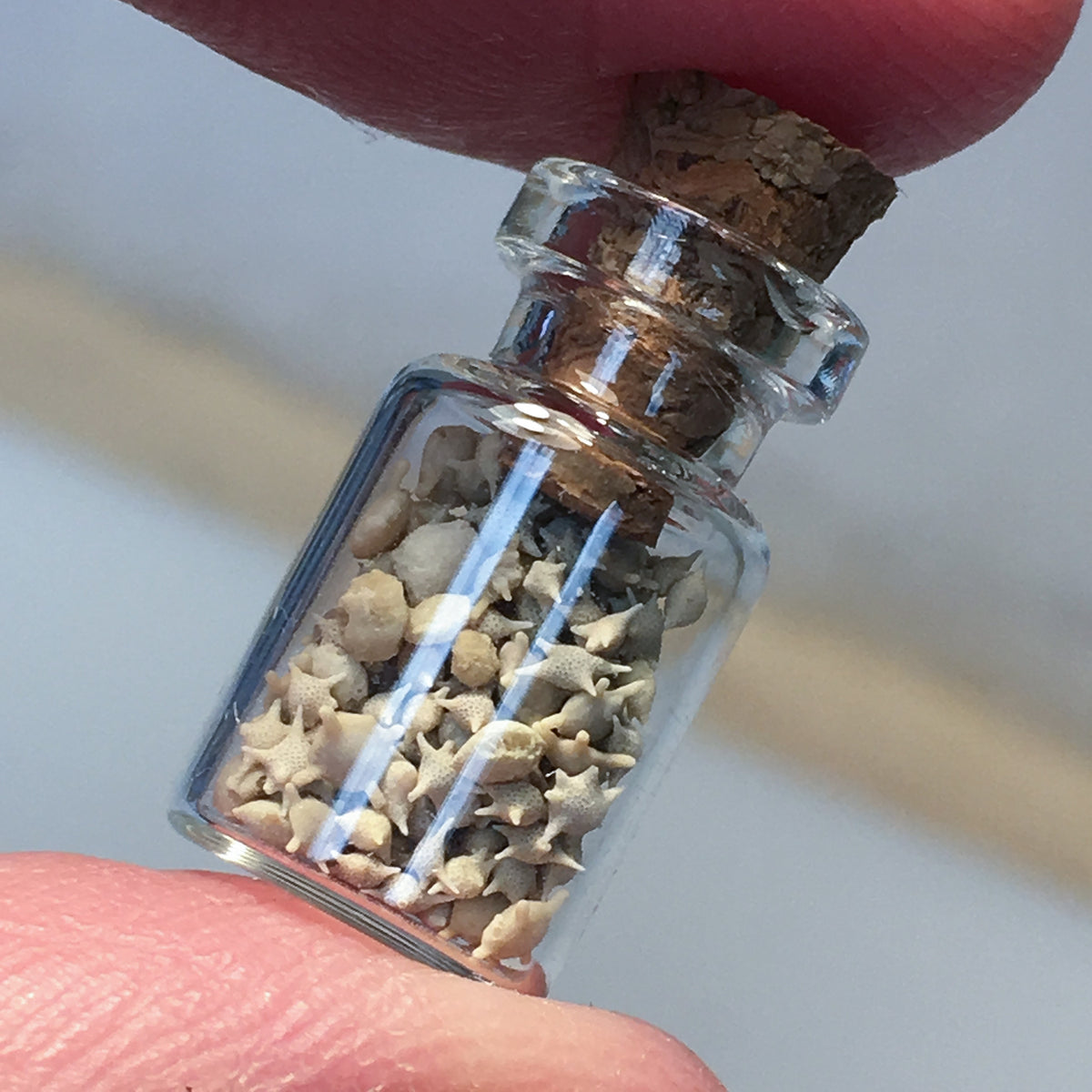 Japanese Star Sand Collectible Specimen, Includes Display Case - Mini ...